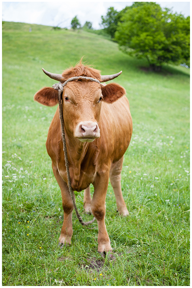 Scottona delle Masurie - lombate 4+ BMS